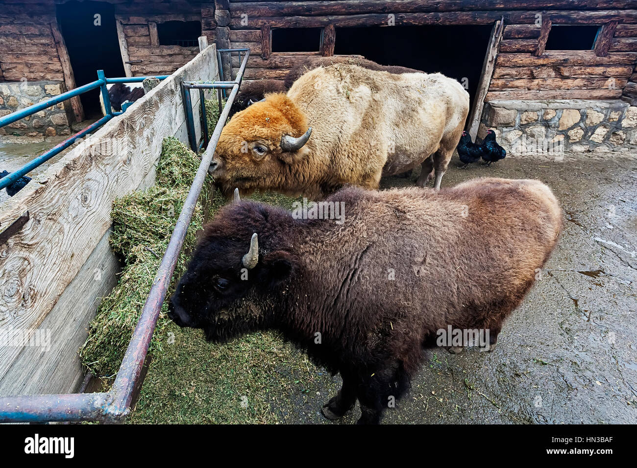 Yellow and brown buffalo in the Belgrade zoo Stock Photo - Alamy