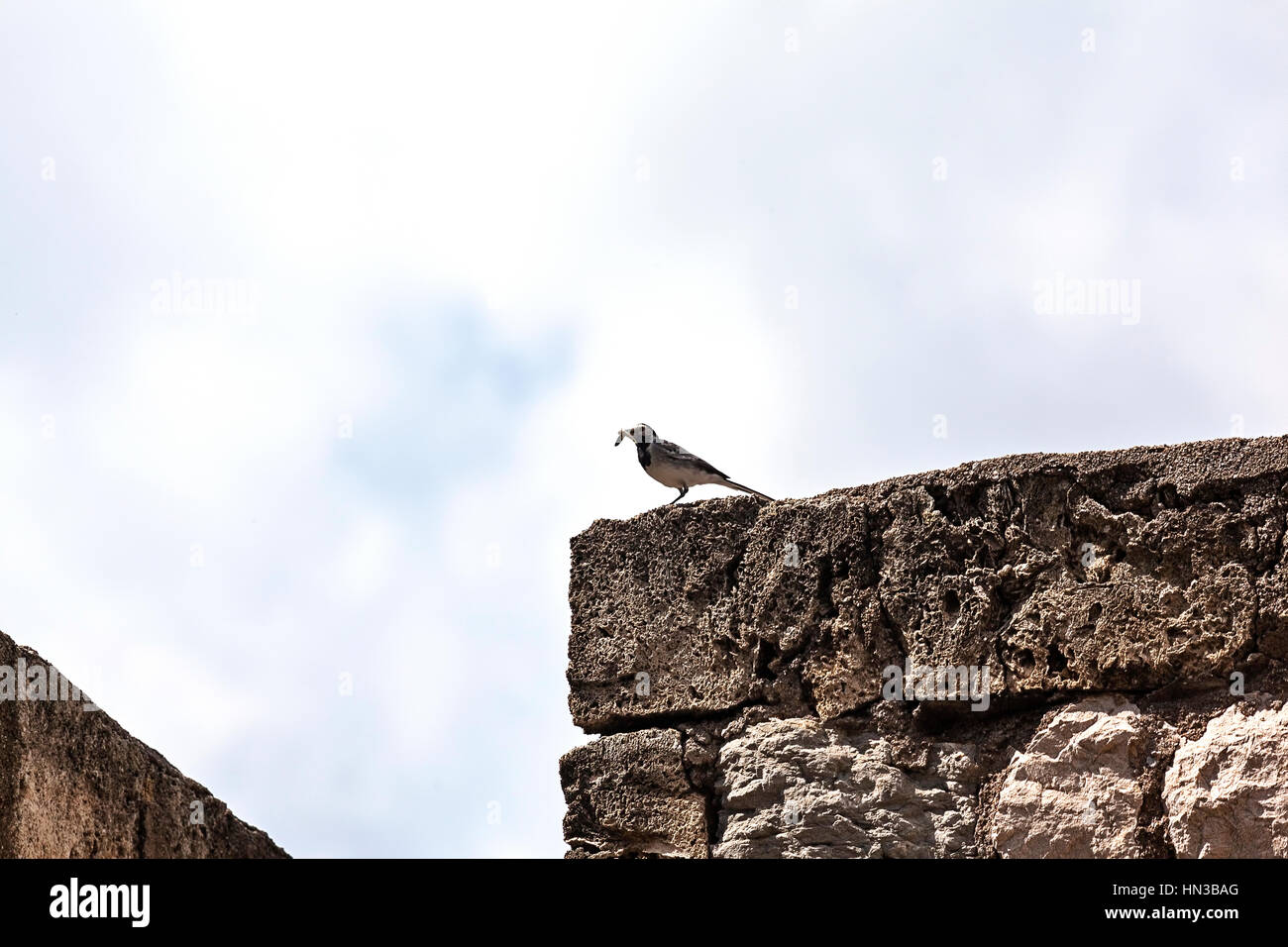 Bird holding a caught fish in its beak Stock Photo - Alamy
