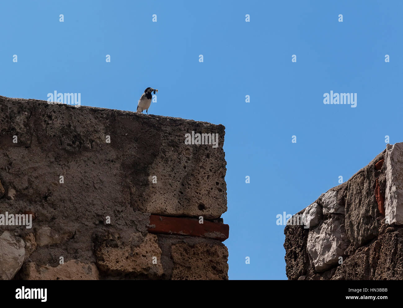 Bird holding a caught fish in its beak Stock Photo - Alamy