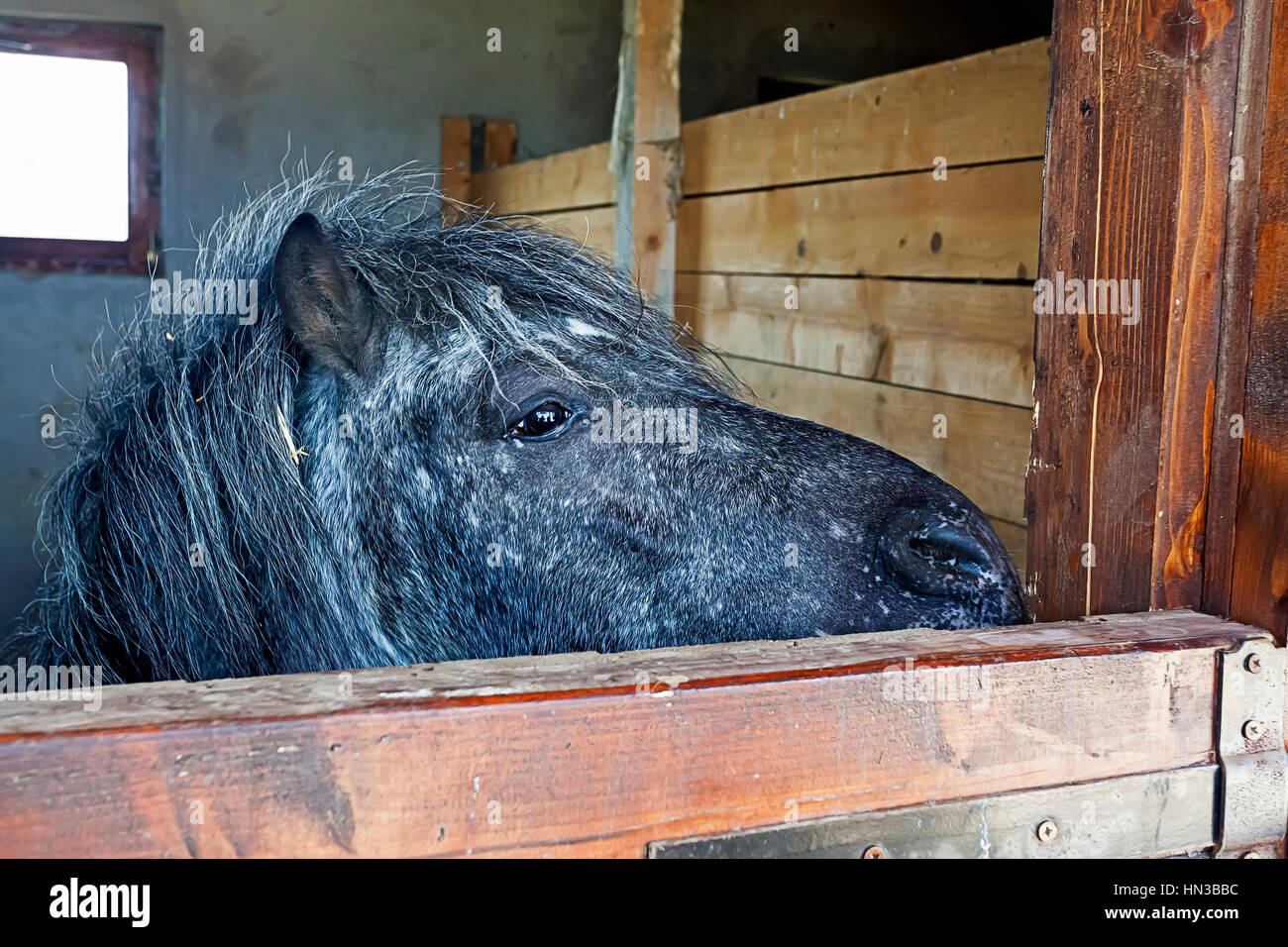 Shetland pony race hi-res stock photography and images - Alamy