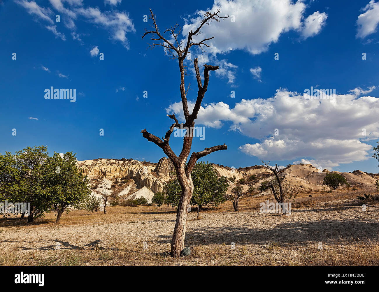 Lifeless tree in a desert Stock Photo - Alamy
