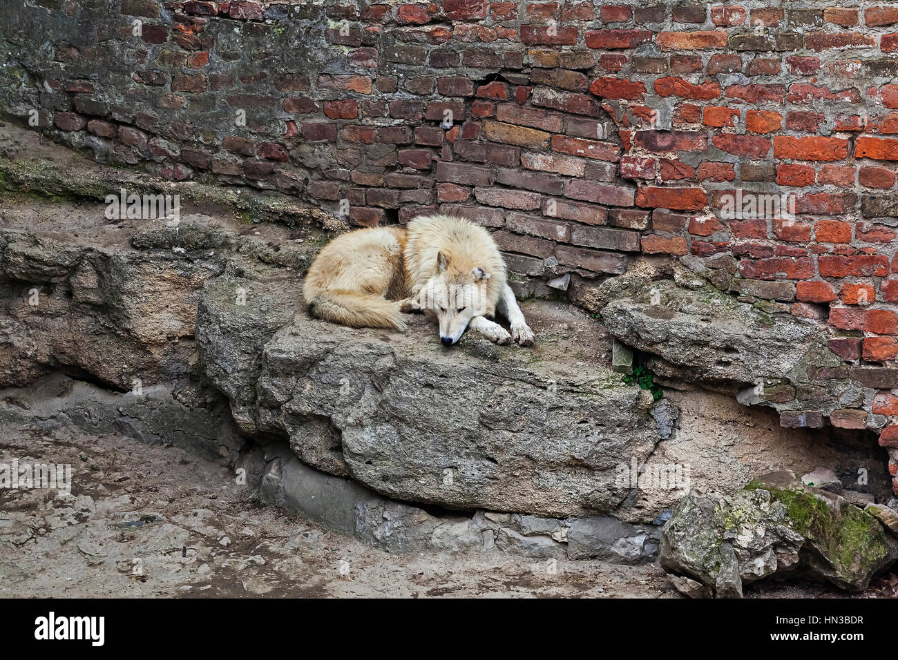 White wolf lying on the rocks at the Belgrade Zoo Serbia Stock Photo ...