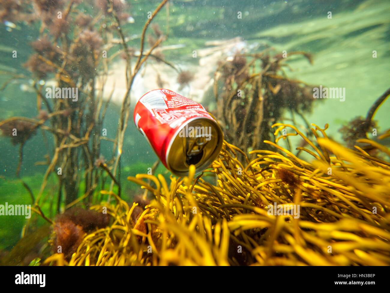 Soda Can Floating Underwater In The Ocean Near Coral Reef Stock Photo ...