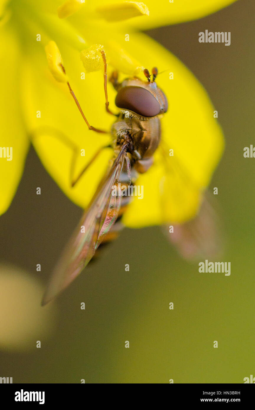 Insect fur hi-res stock photography and images - Alamy