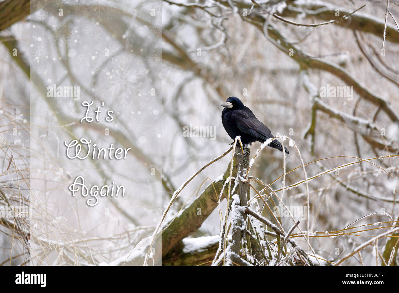 Black crow sitting on a tree with its winter again inscription Stock ...