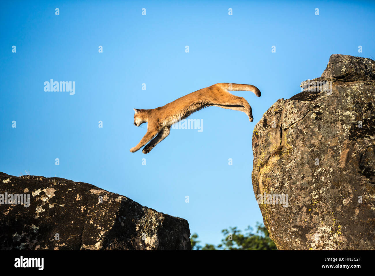 mountain lion jumping on rocks Stock Photo - Alamy