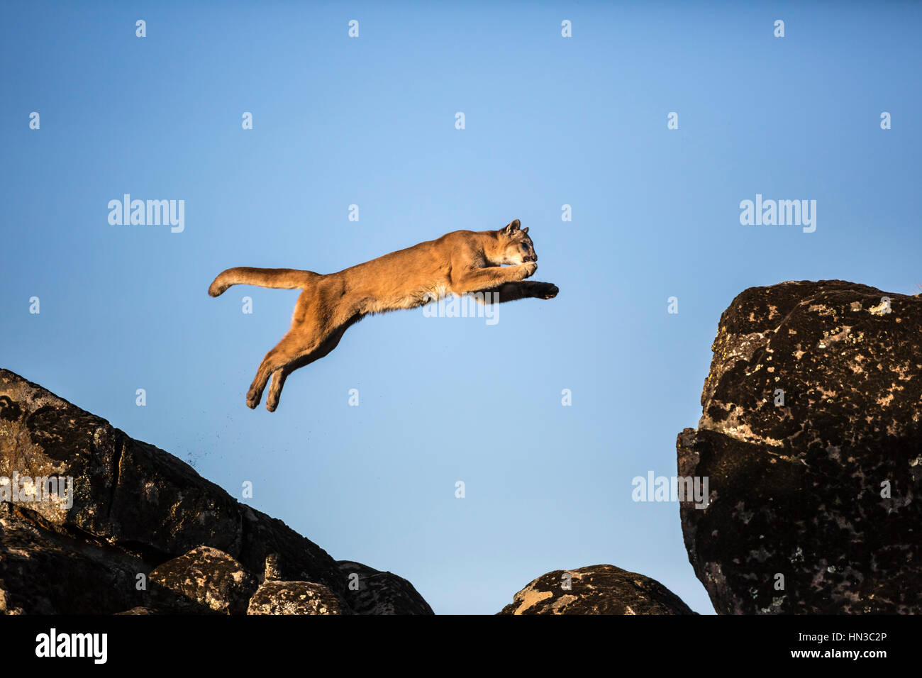 Panther Jumping High Resolution Stock Photography and Images - Alamy