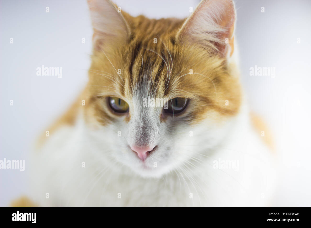 Cat food pet yellow Stock Photo - Alamy