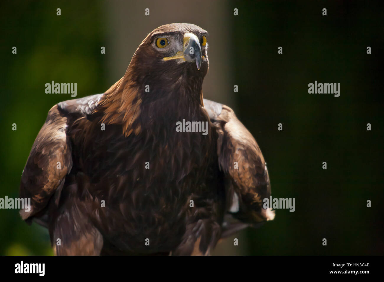 golden eagle on handlers leather glove Stock Photo - Alamy