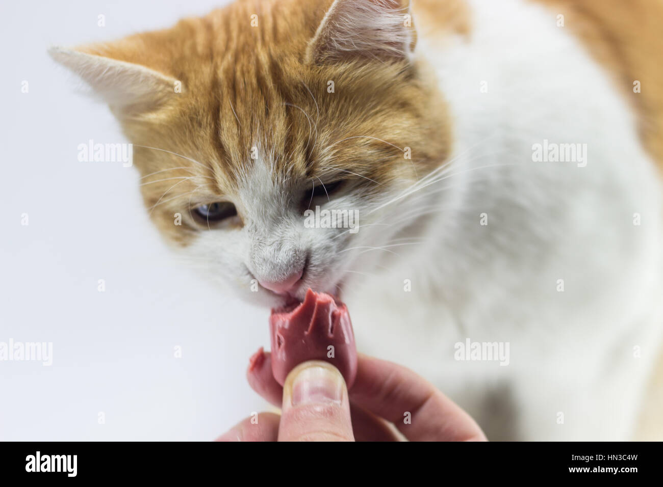 Cat food pet yellow Stock Photo - Alamy