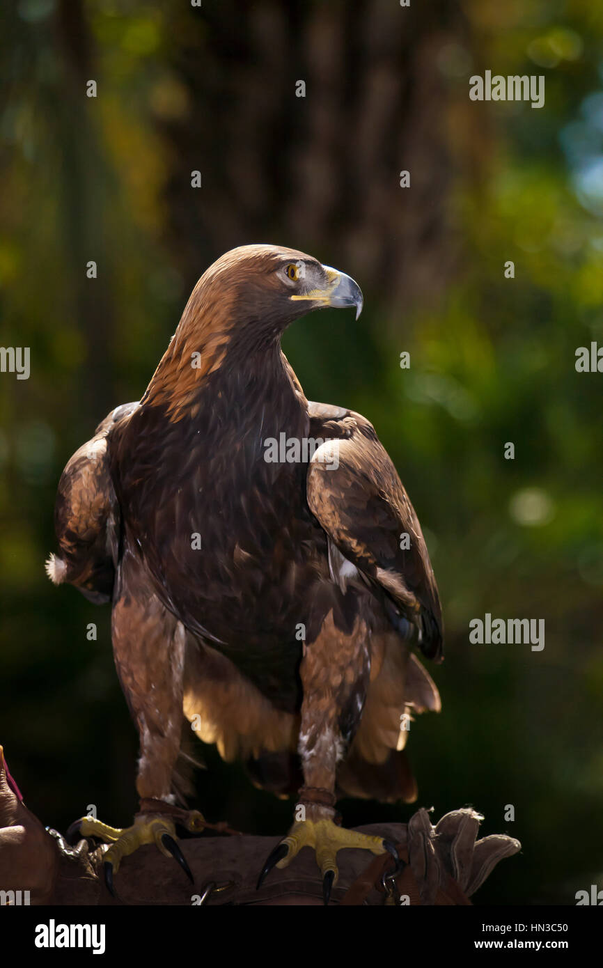 golden eagle on handlers leather glove Stock Photo - Alamy