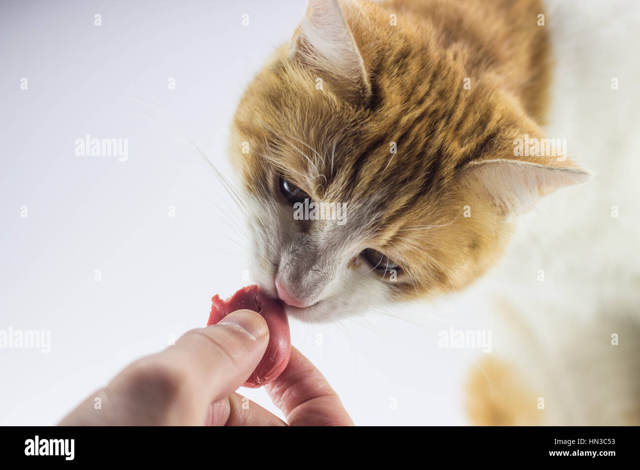 Cat food pet yellow Stock Photo - Alamy