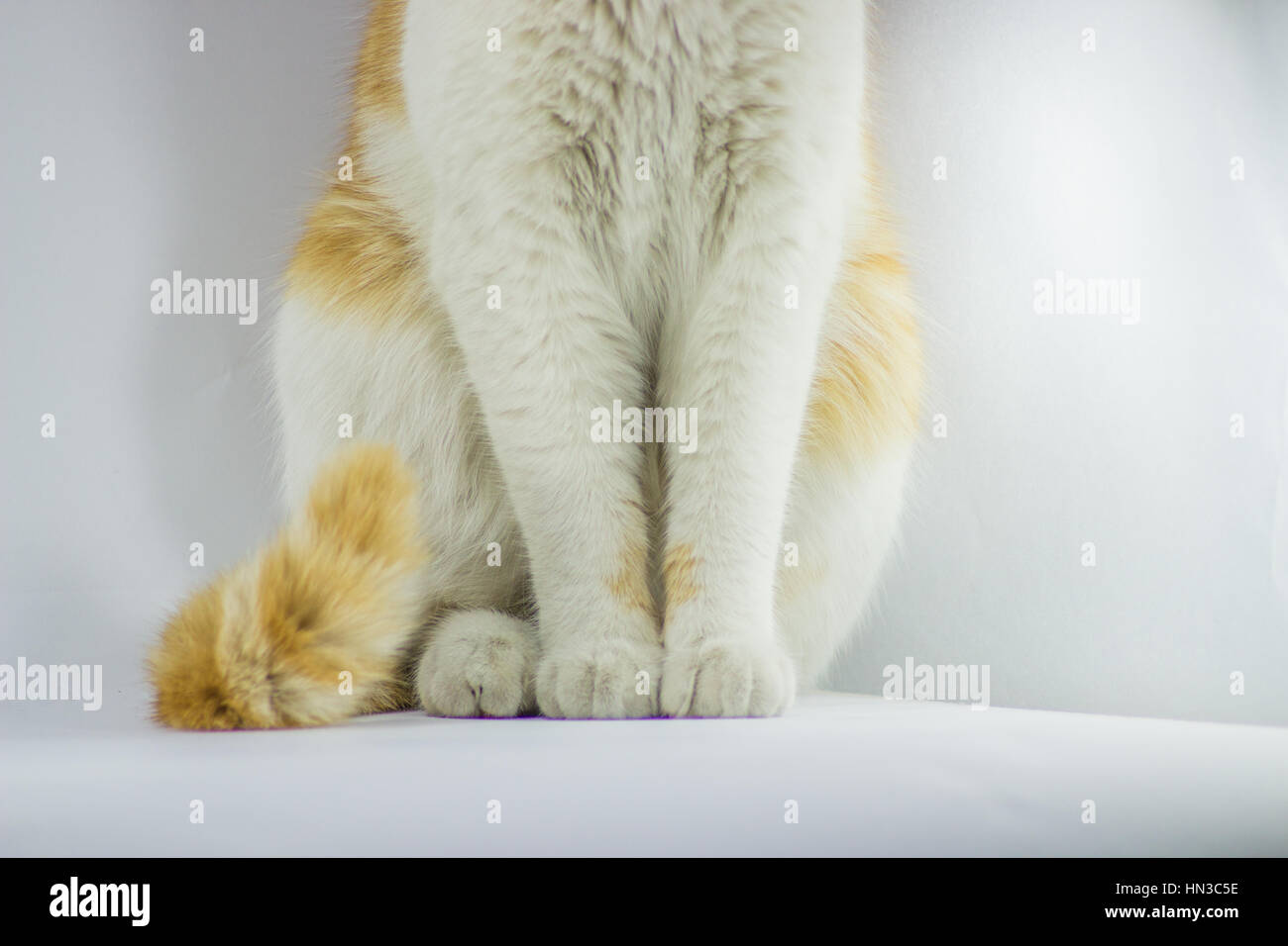 Cat food pet yellow Stock Photo - Alamy
