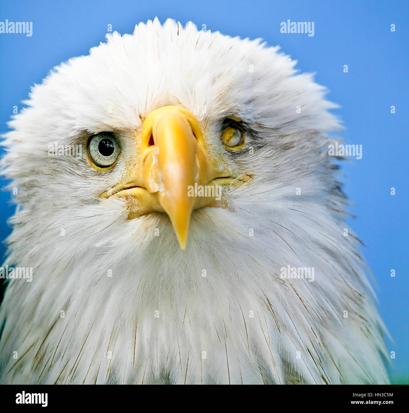 A one-eyed American Bald Eagle at a wildlife rescue unit at the top of ...