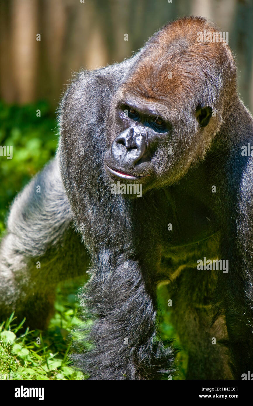 male silverback gorilla Stock Photo - Alamy