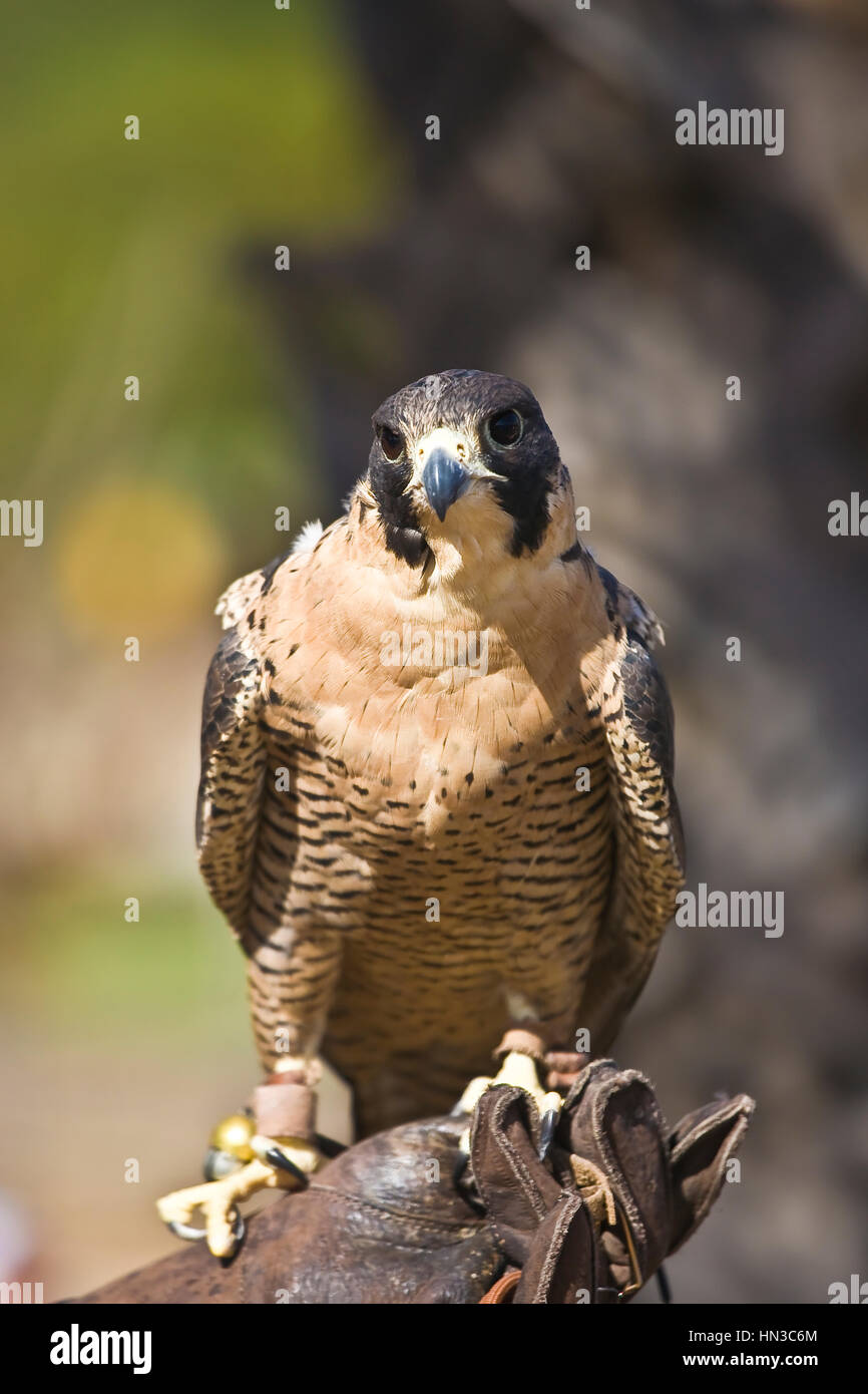 Perigrine falcon perched on falconer's leather glove. Falco peregrinus ...