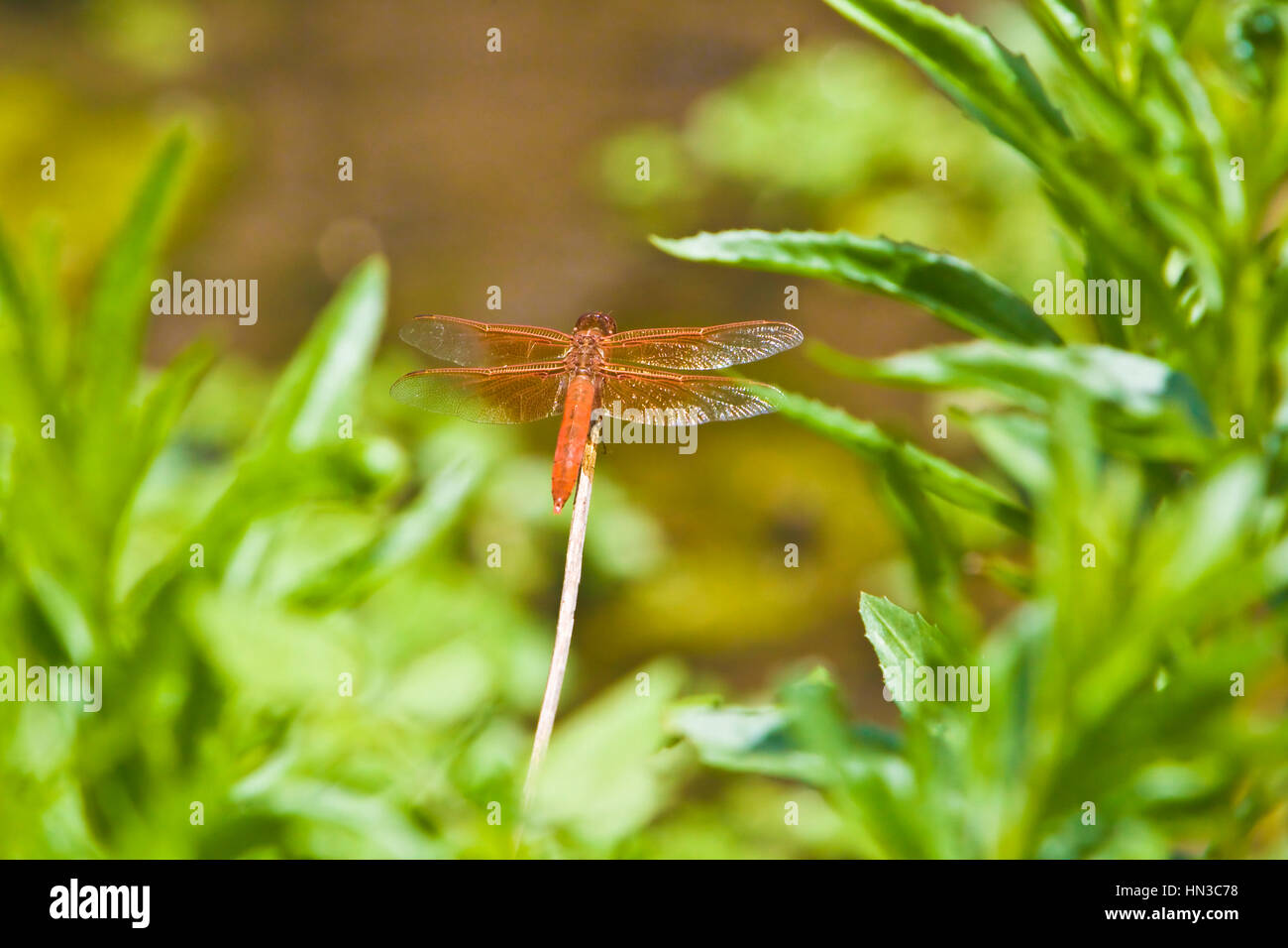 Red dragonfly on plant in Kit Carson Park in Escondido, CA US. A ...