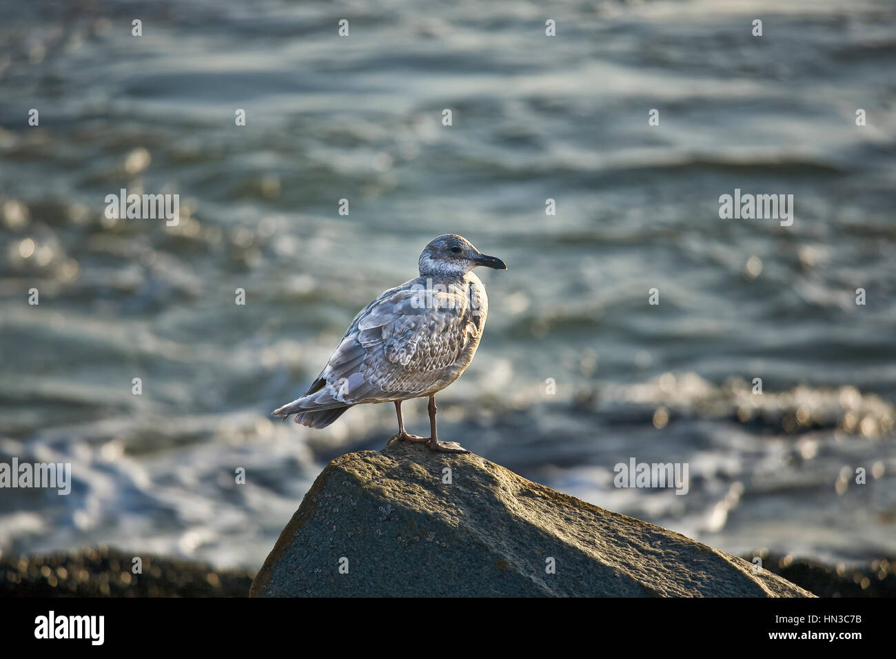 Seagull on rock above ocean Stock Photo - Alamy