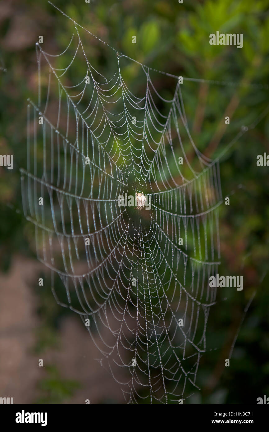 Orb weaver spider in web against foliage. These spiders (family ...