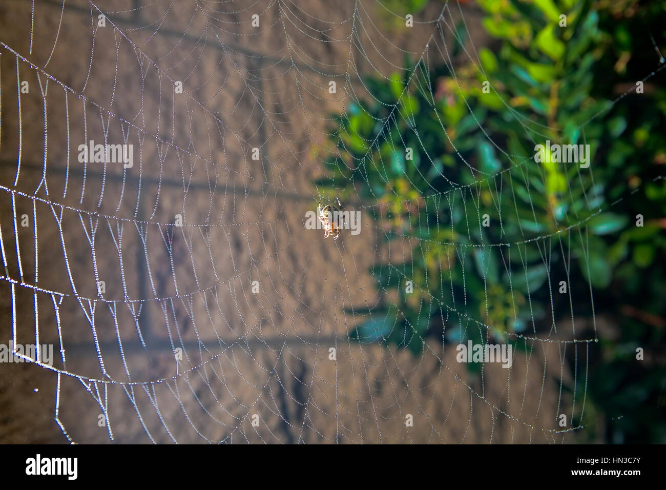 Orb weaver spider in web against foliage. These spiders (family ...