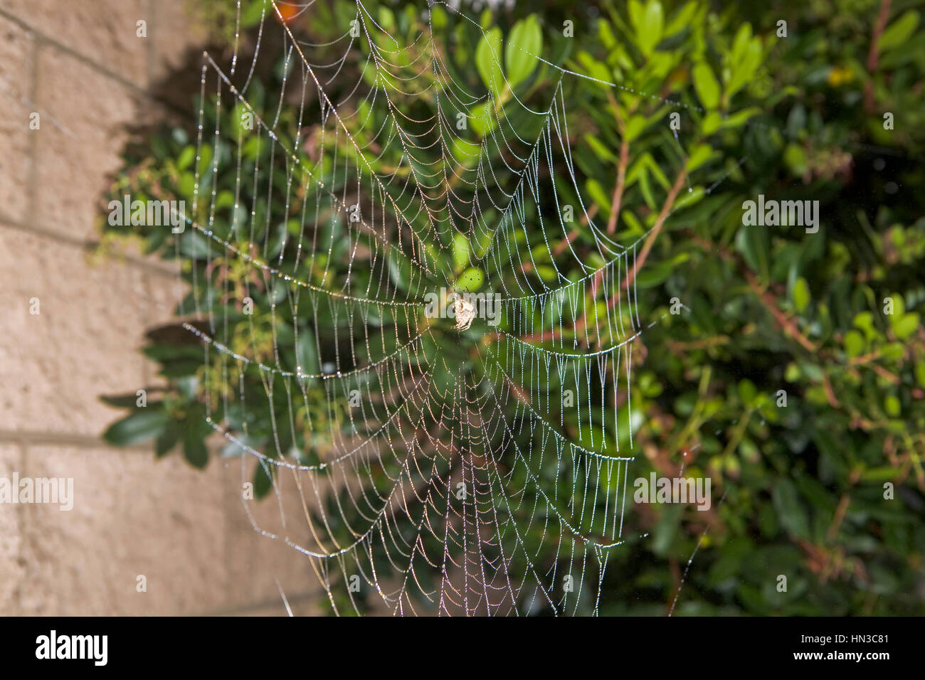 Orb weaver spider in web against foliage. These spiders (family ...