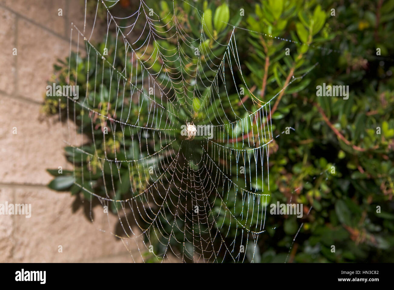 Orb weaver spider in web against foliage. These spiders (family ...