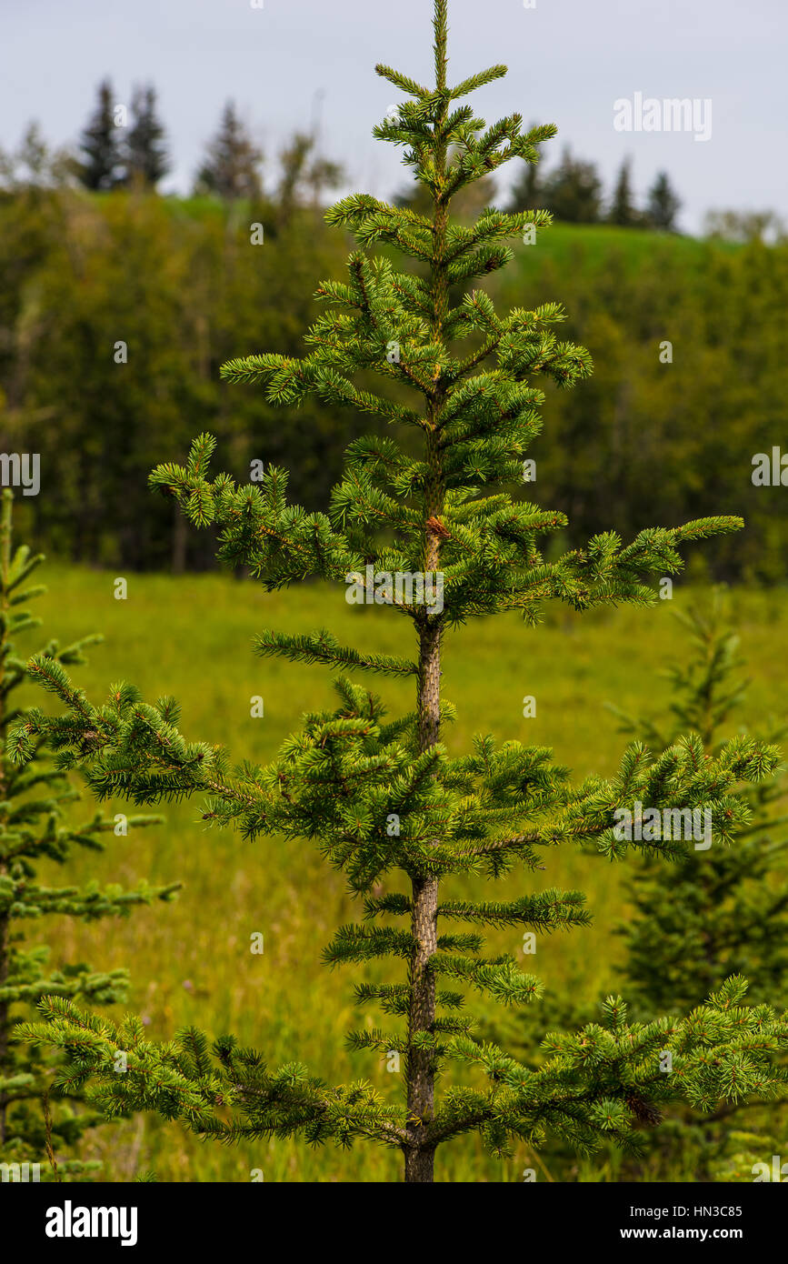 Young spruce tree and green grass Stock Photo - Alamy