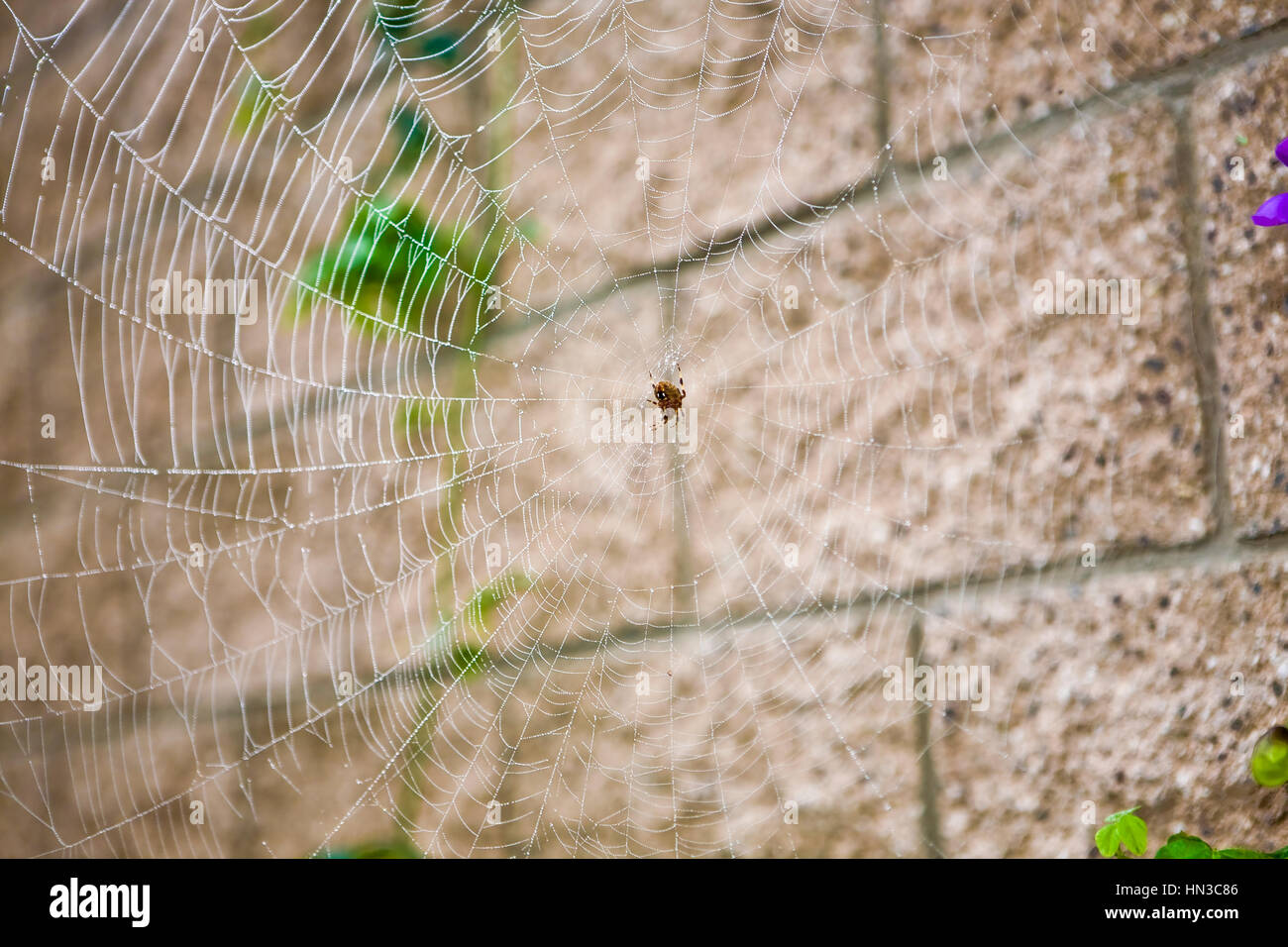 Orb weaver spider in web against stone wall. These spiders (family ...