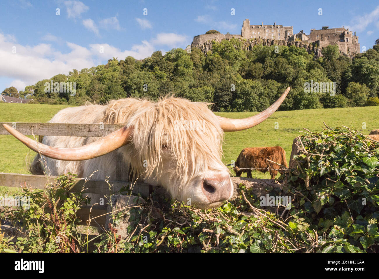 Stirling Castle, highland cattle,highland cow, Stirling, Scotland Stock ...