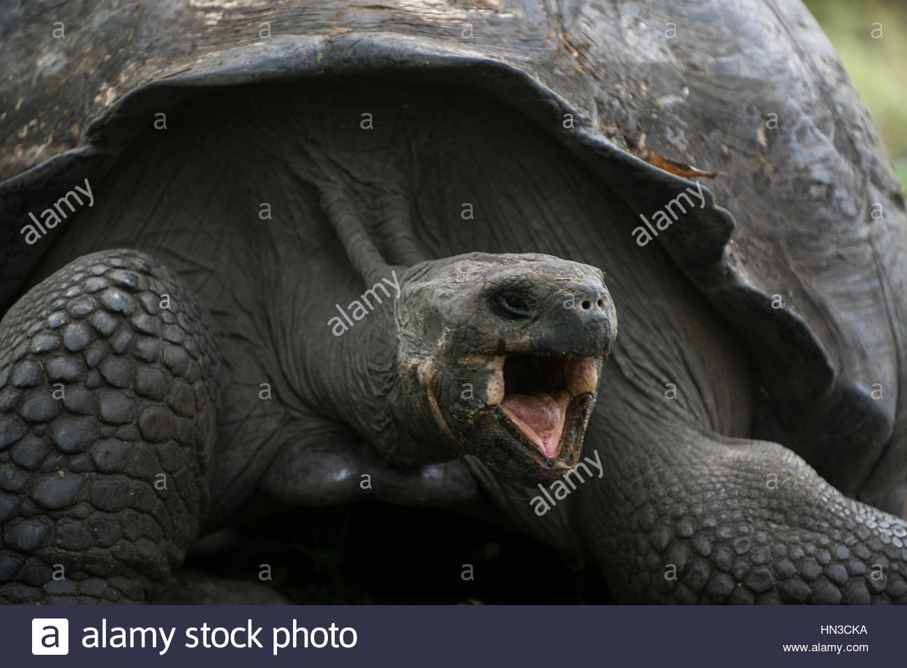 Tortoise Mouth Open Stock Photos & Tortoise Mouth Open Stock Images - Alamy