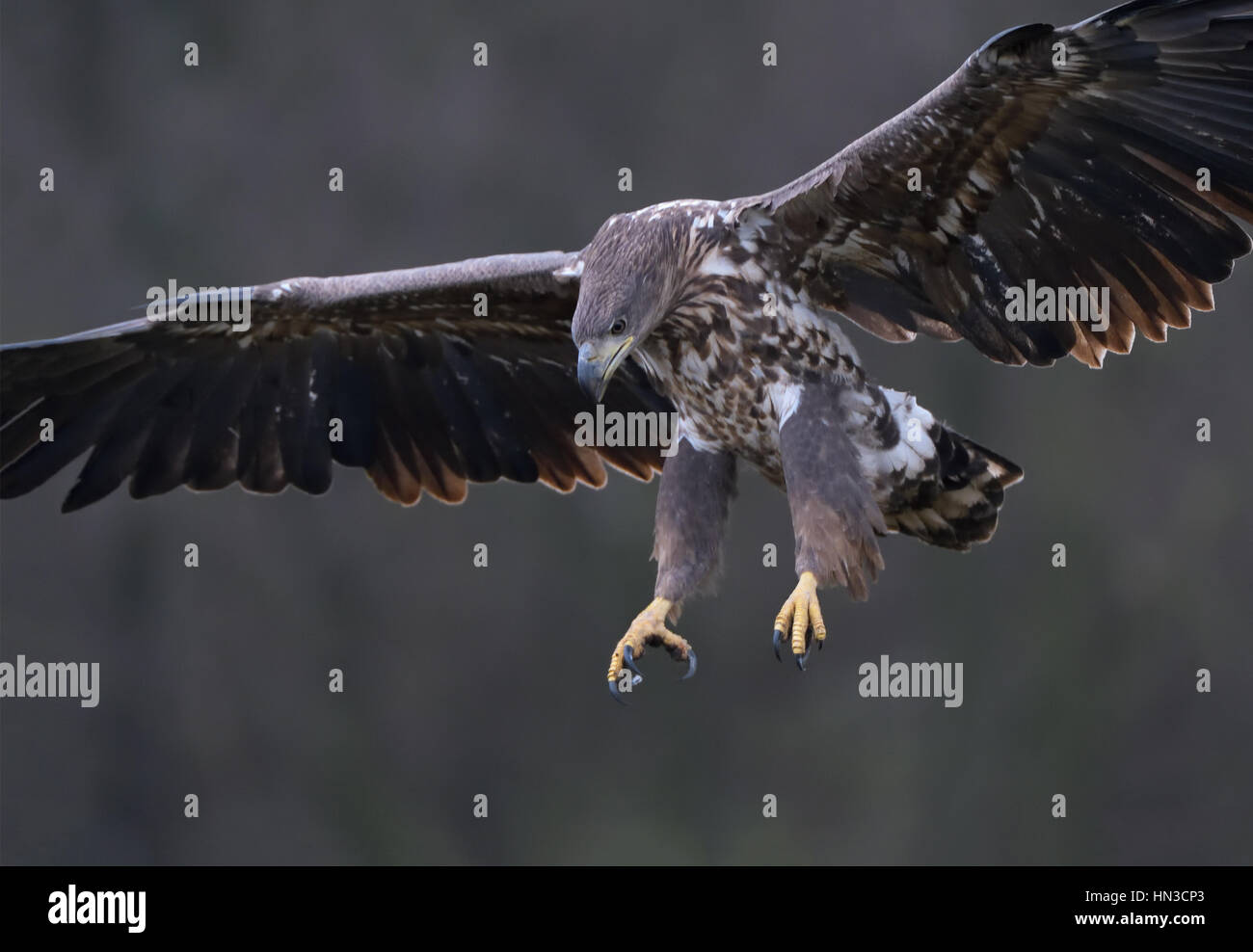 Close-up in flight shot of a White-tailed aka Sea Eagle.Legs and talons ...