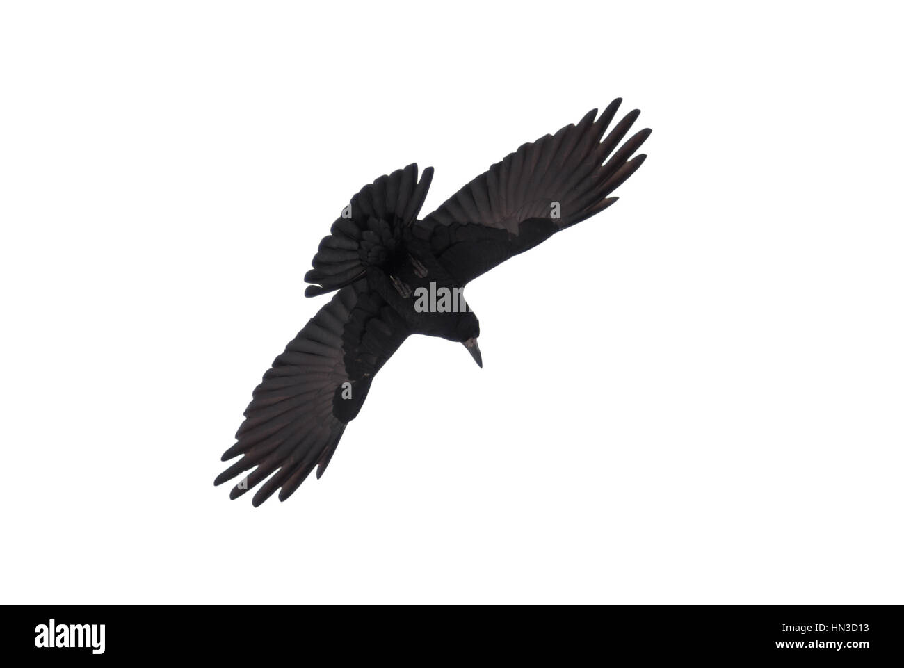Raven large Cut Out Stock Images & Pictures - Alamy