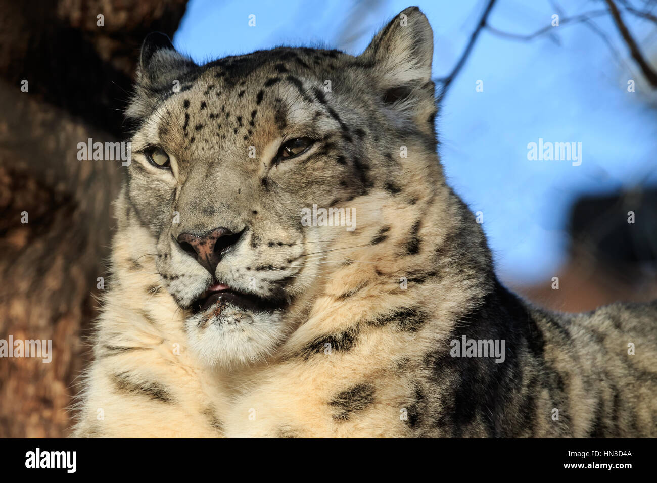 Snow Leopard Claws Size