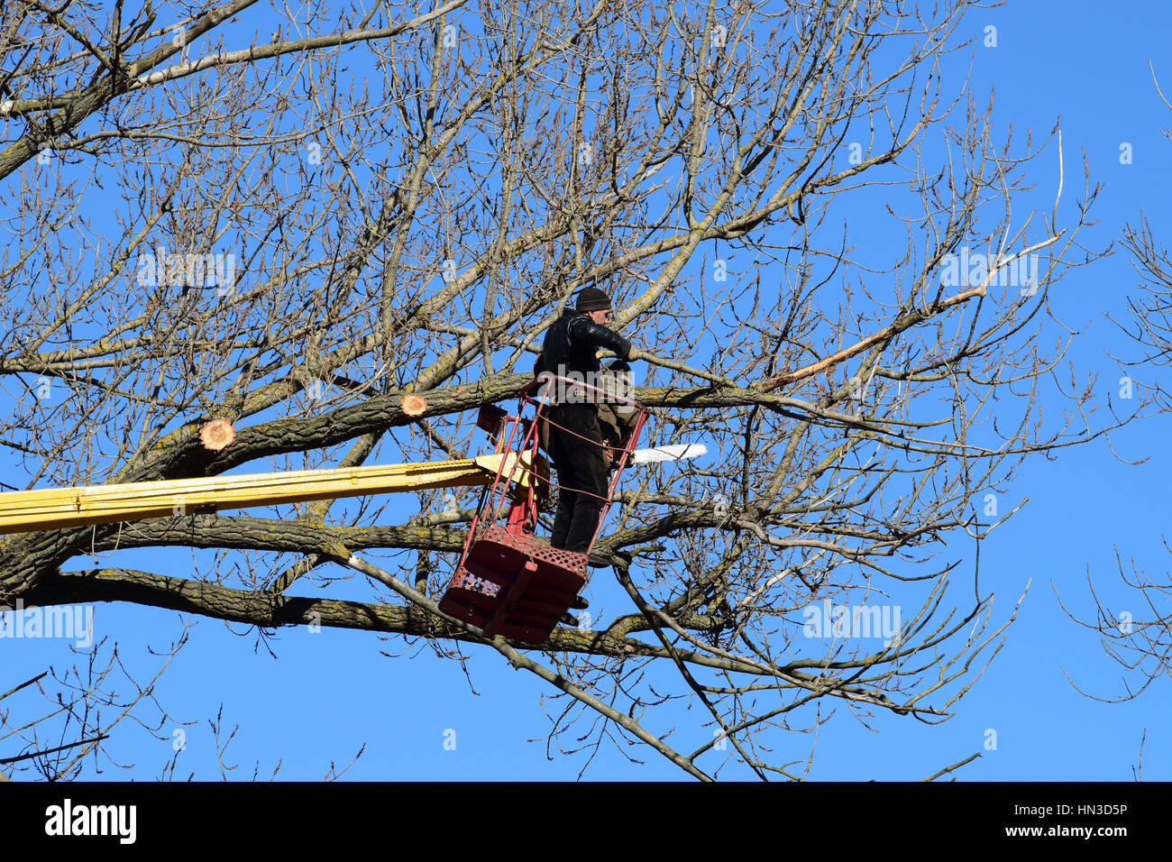 Pruning trees using a lift-arm. Chainsaw Cutting unnecessary branches ...
