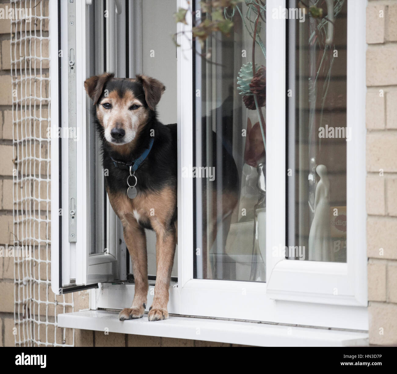 Dog at window Stock Photo - Alamy