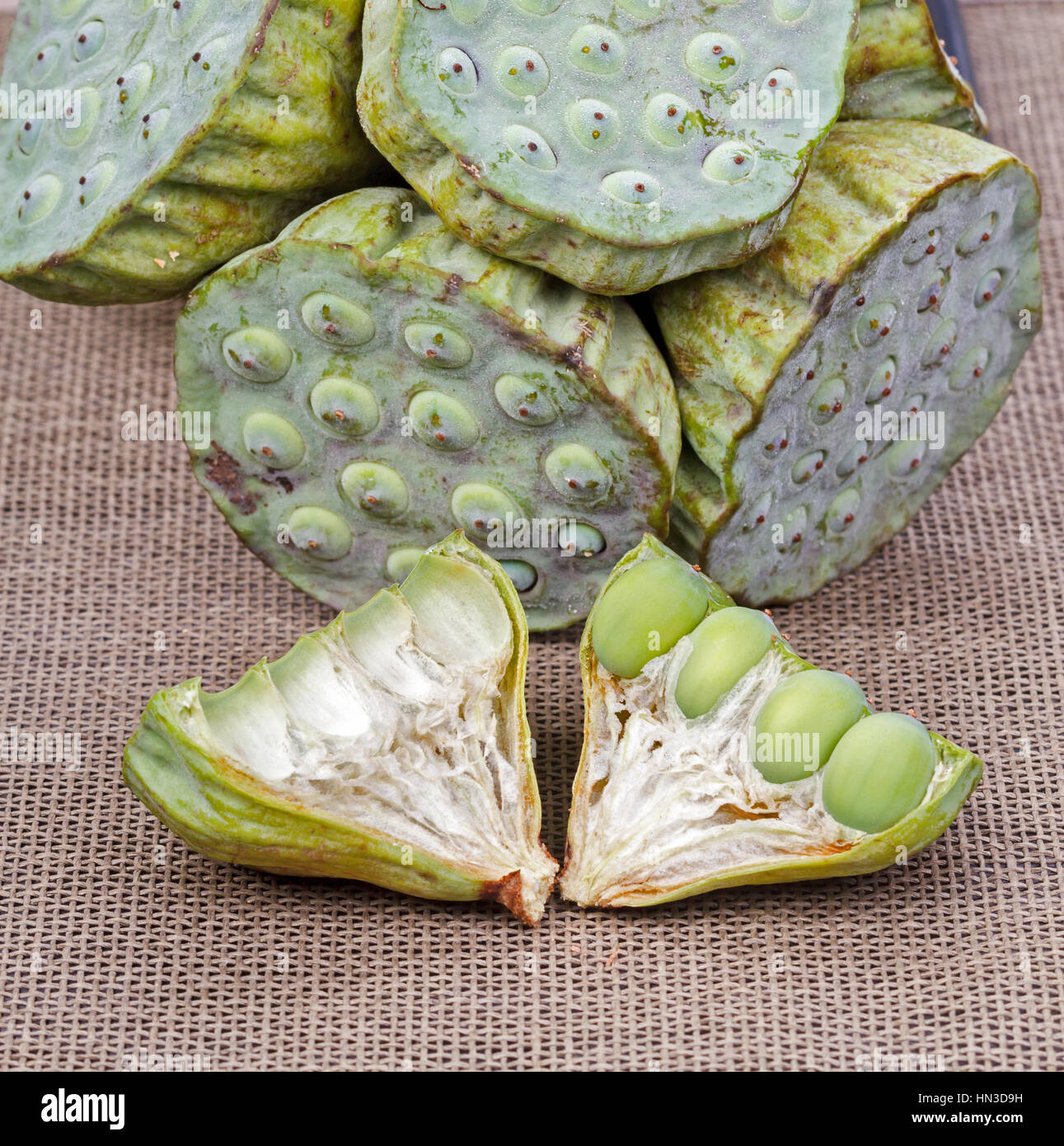 Lotus fruit pod seeds seed hi-res stock photography and images - Alamy