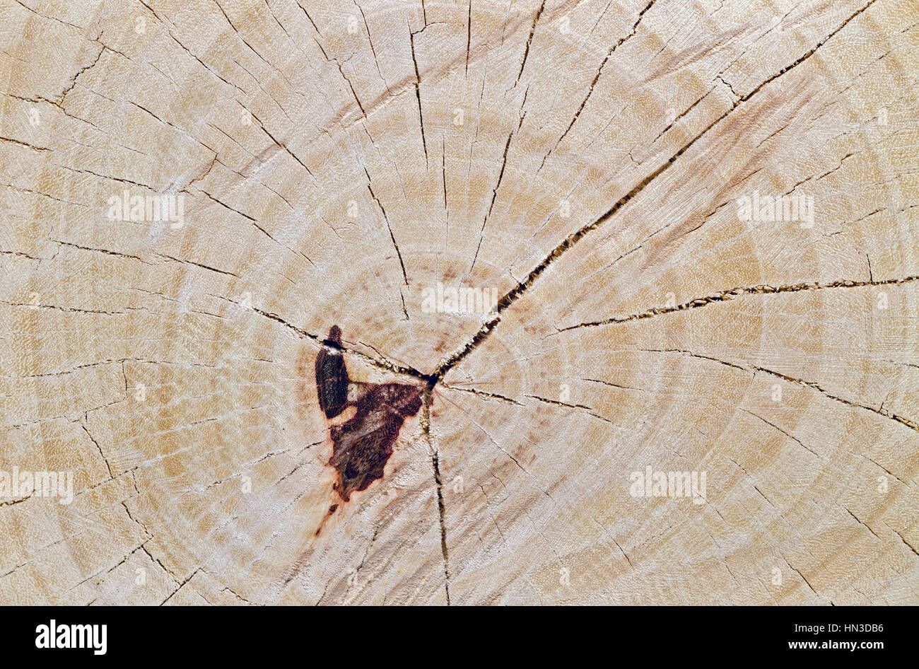 Cross section of tree textured close-up for background Stock Photo - Alamy