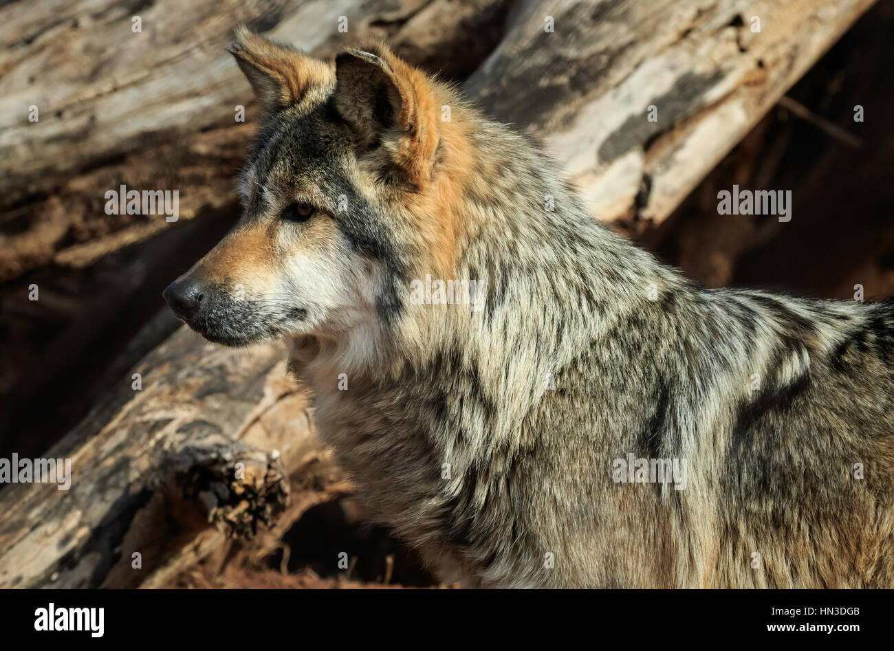 A Mexican Grey Wolf from the Oklahoma City zoo Stock Photo - Alamy