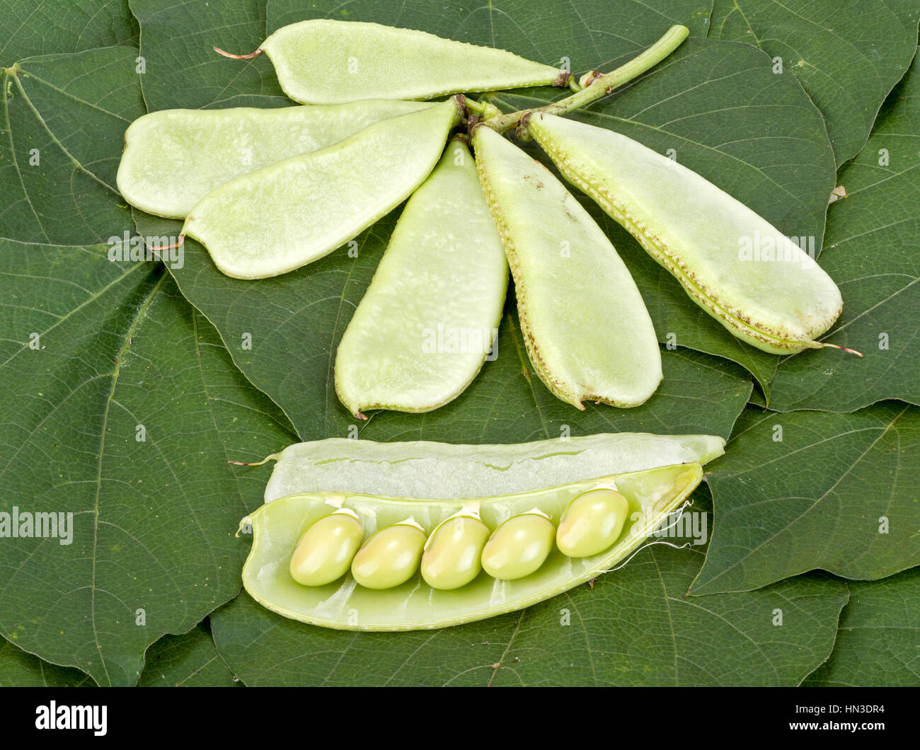 Hyacinth Bean - Dolichos lablab L. on green leaves Stock Photo - Alamy