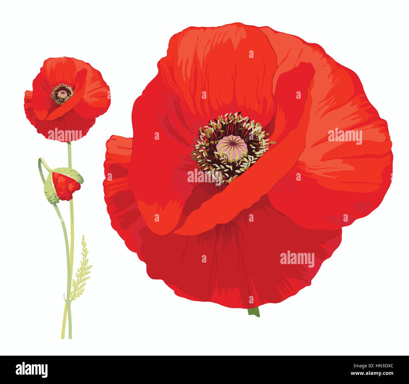 Red poppy in full bloom and bud on transparent background - hand drawn ...