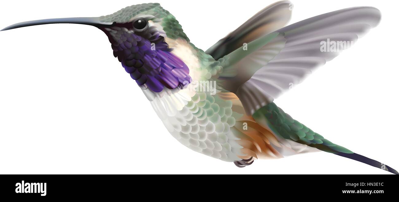 Hand drawn vector illustration of a flying male Lucifer hummingbird on ...