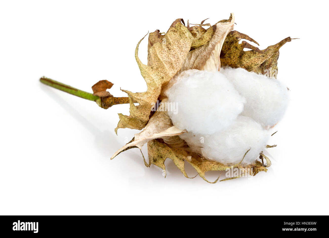 cotton - Gossypium hirsutum L. on white background Stock Photo - Alamy