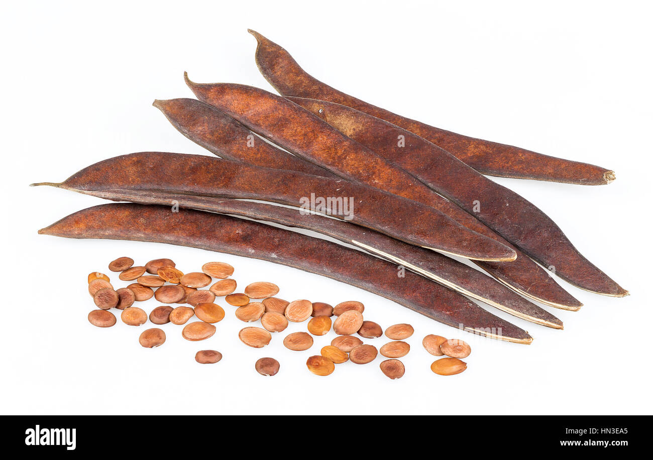 Bauhinia purpurea Linn.-seed and pod on white background Stock Photo ...