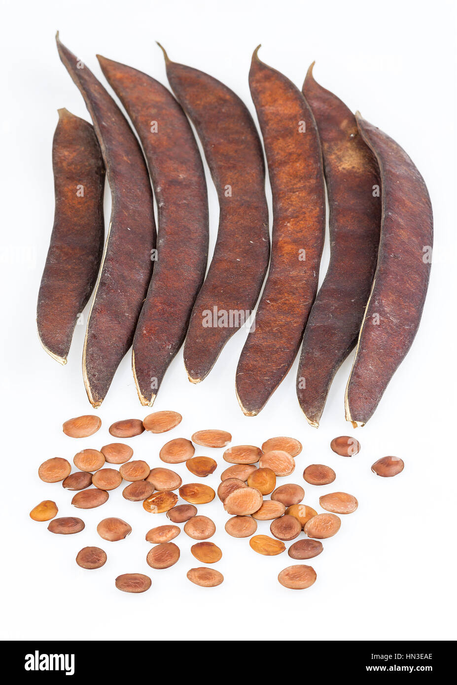 Bauhinia purpurea Linn.-seed and pod on white background Stock Photo ...