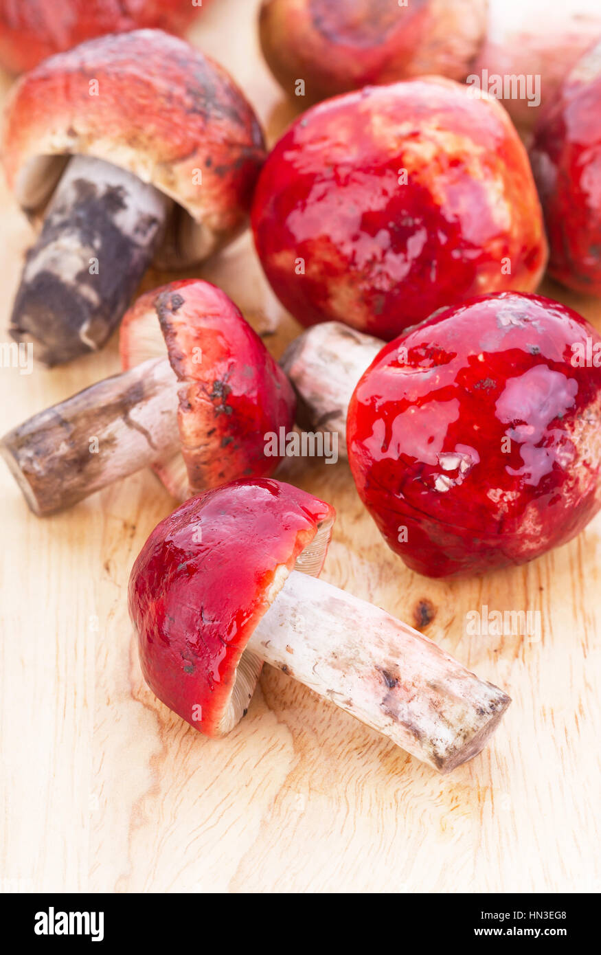fresh red Rosy Russula ("Russula rosacea Pers. Ex S.F. Gray") fungi ...