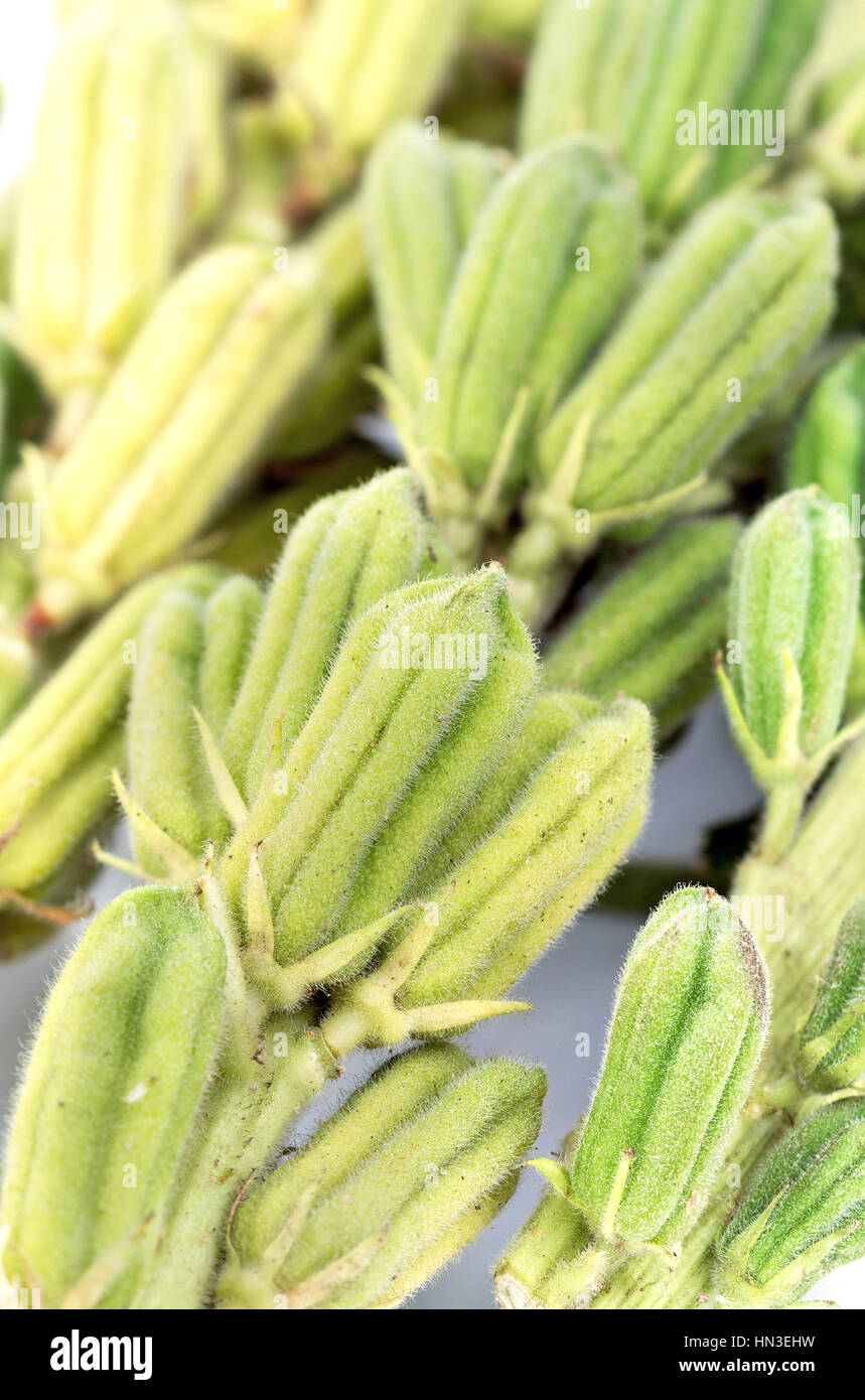 Plant fresh black Sesame pod closed up Stock Photo - Alamy