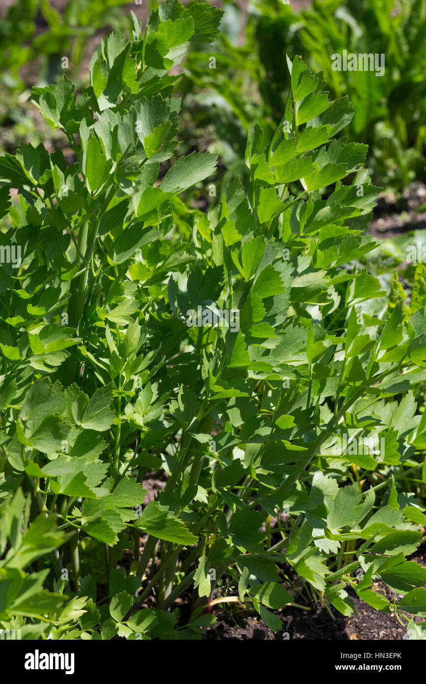 Maggikraut levisticum officinale hi-res stock photography and images ...
