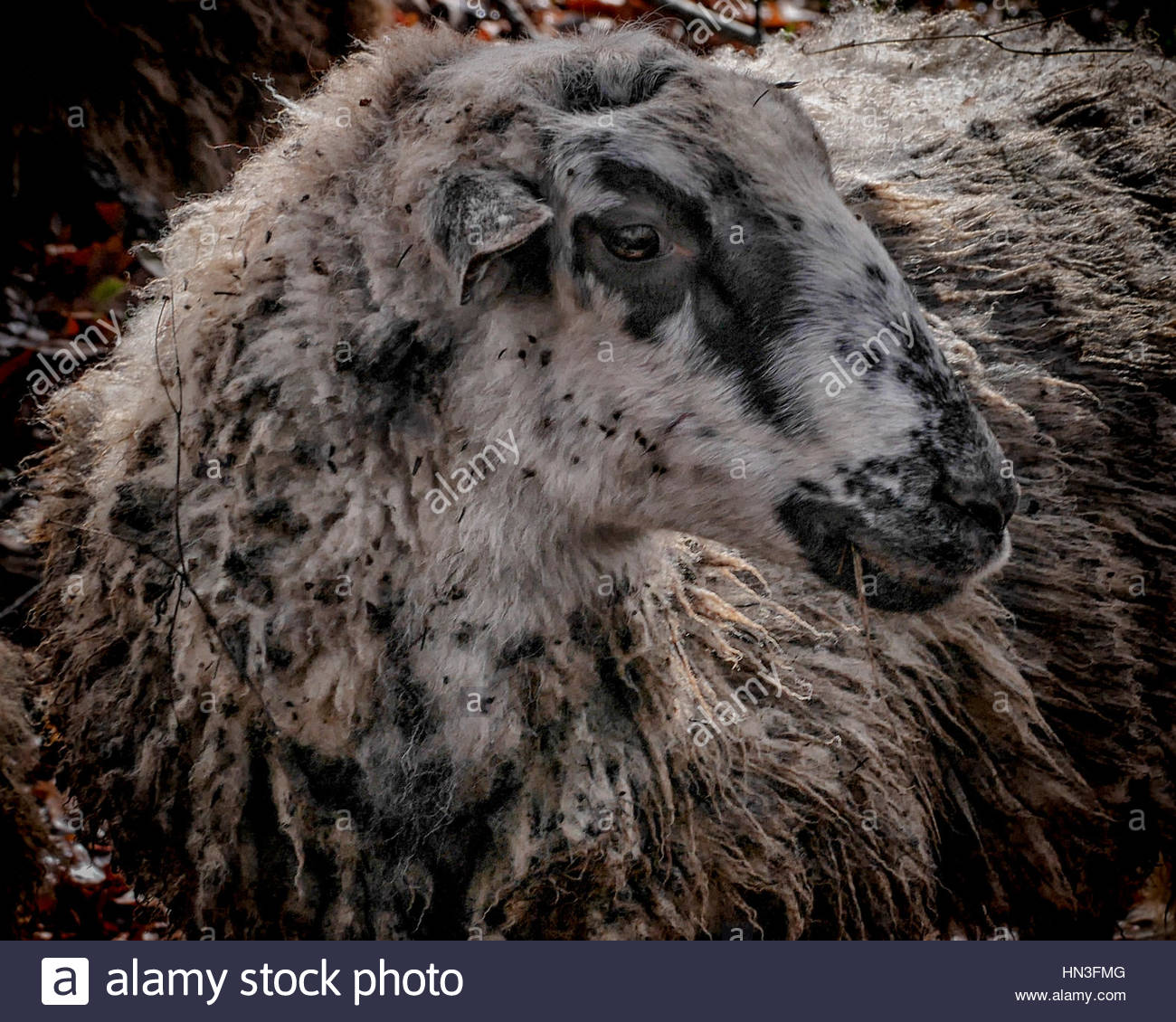 Burrs Animal Stock Photos & Burrs Animal Stock Images - Alamy