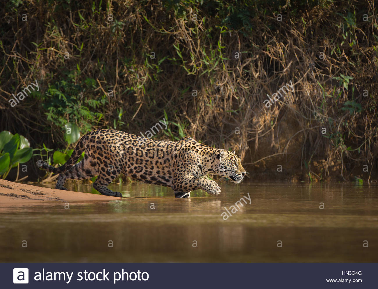 Jaguar Prey High Resolution Stock Photography and Images - Alamy