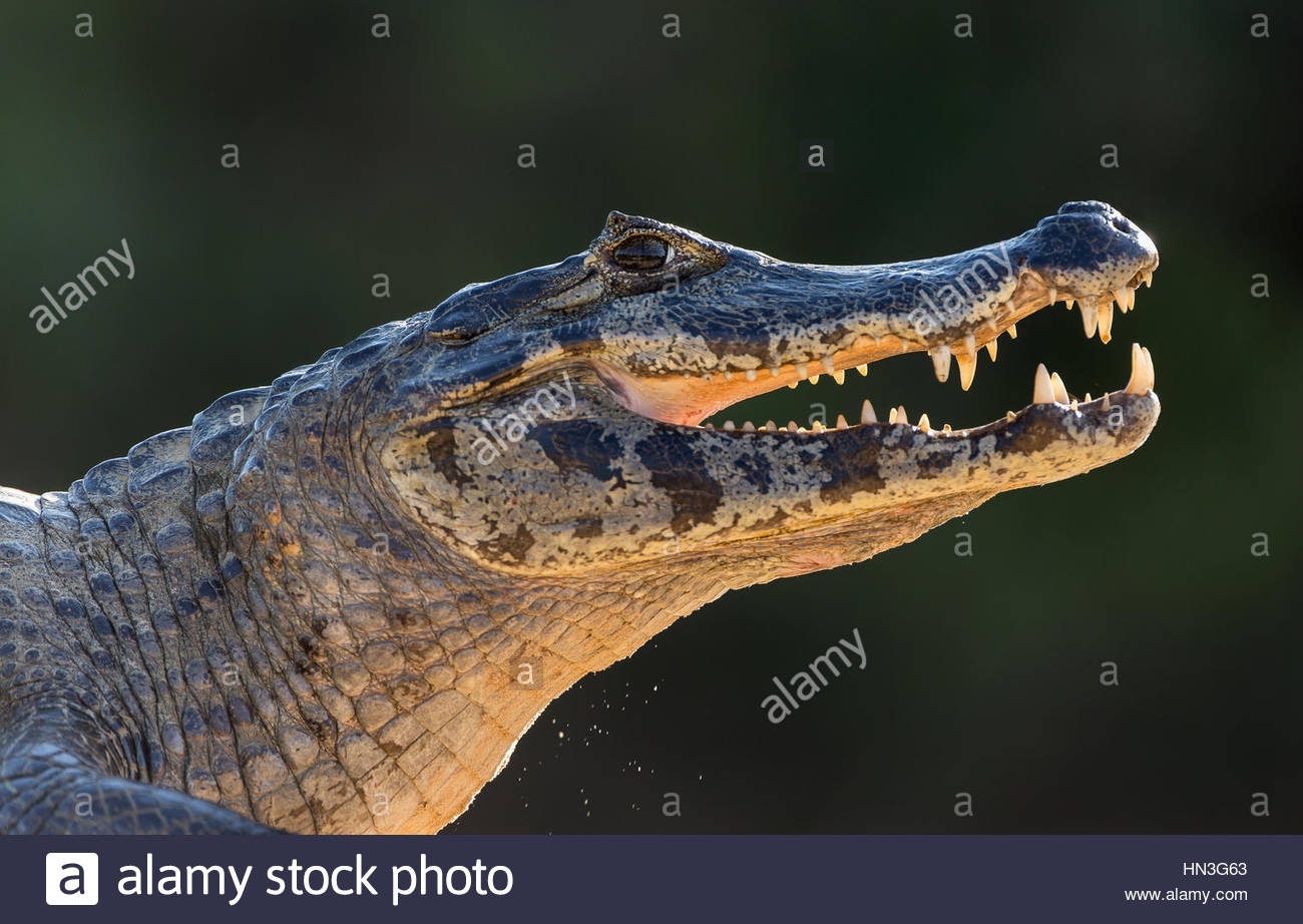 Caiman Latirostris Stock Photos & Caiman Latirostris Stock Images - Alamy